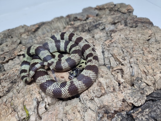 Banded Het Patternless, Ghost, Albino California Kingsnake by Ridgeway Exotics