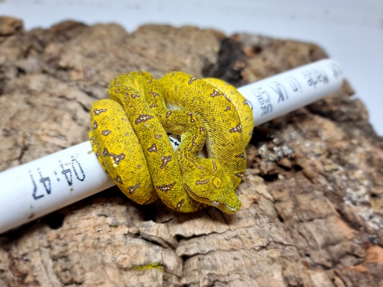 Aru Green Tree Python by Ridgeway Exotics