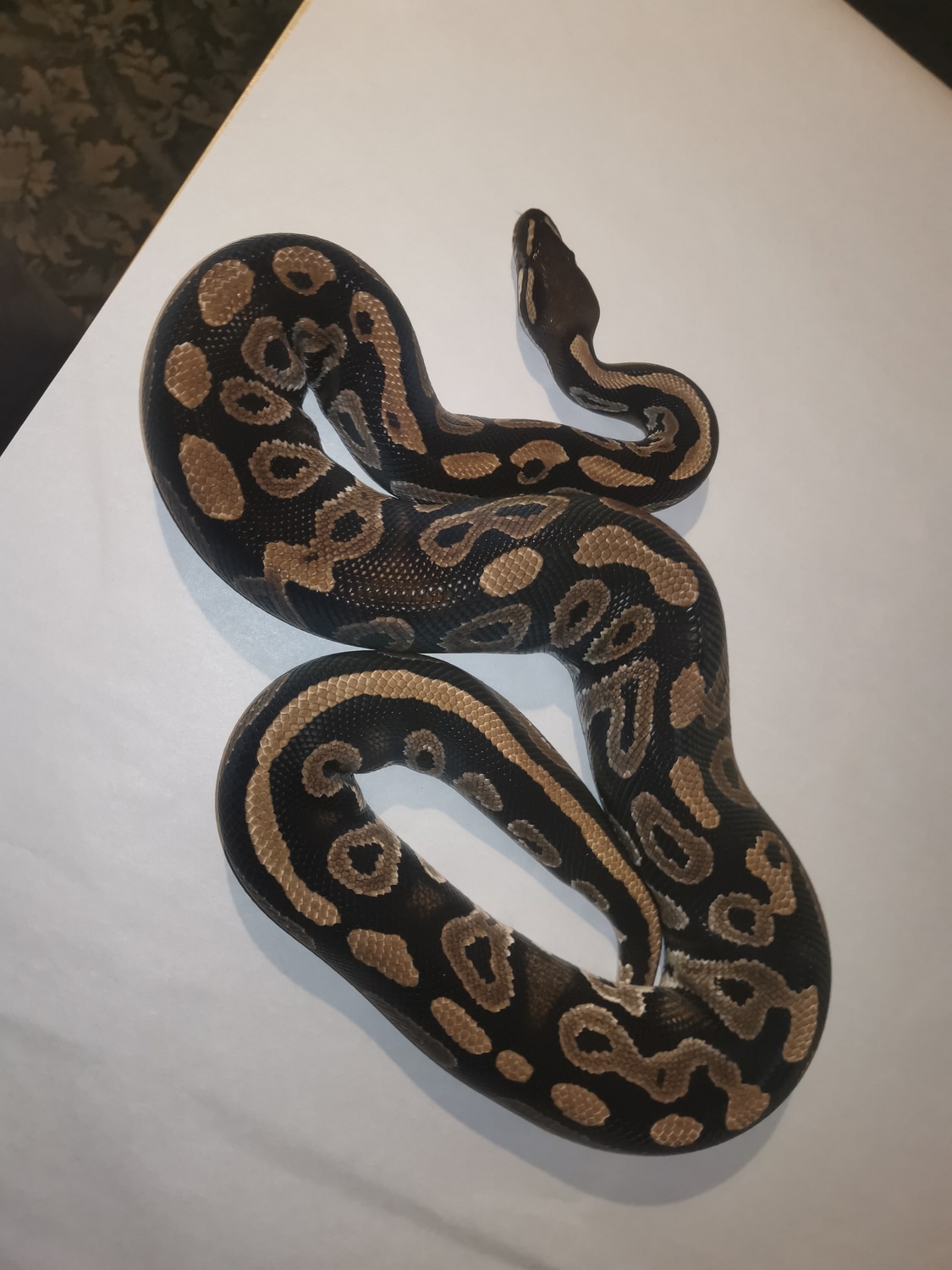 Phantom Ball Python by Ridiculous Royal Pythons - MorphMarket