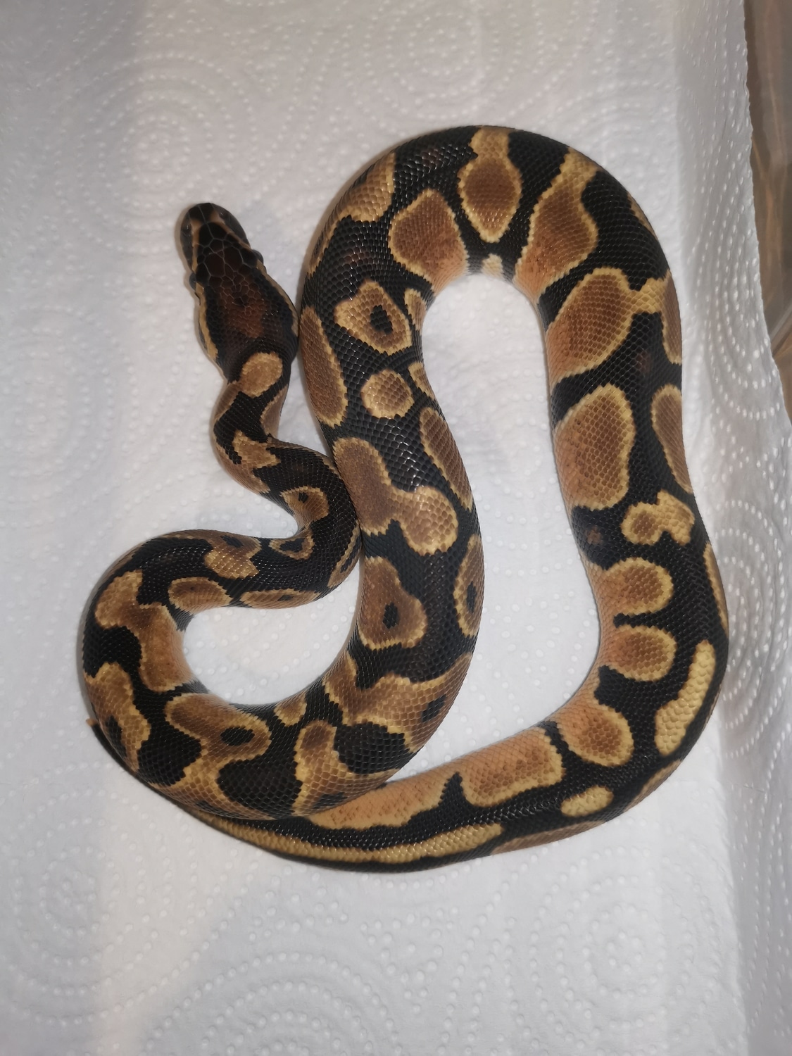 Orange Dream Disco Or Fire Ball Python by Ridiculous Royal Pythons ...