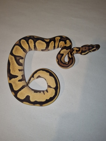 Super Orange Dream Fire Ball Python by Ridiculous Royal Pythons
