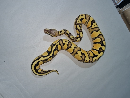 Orange Dream Firefly Ball Python by Ridiculous Royal Pythons