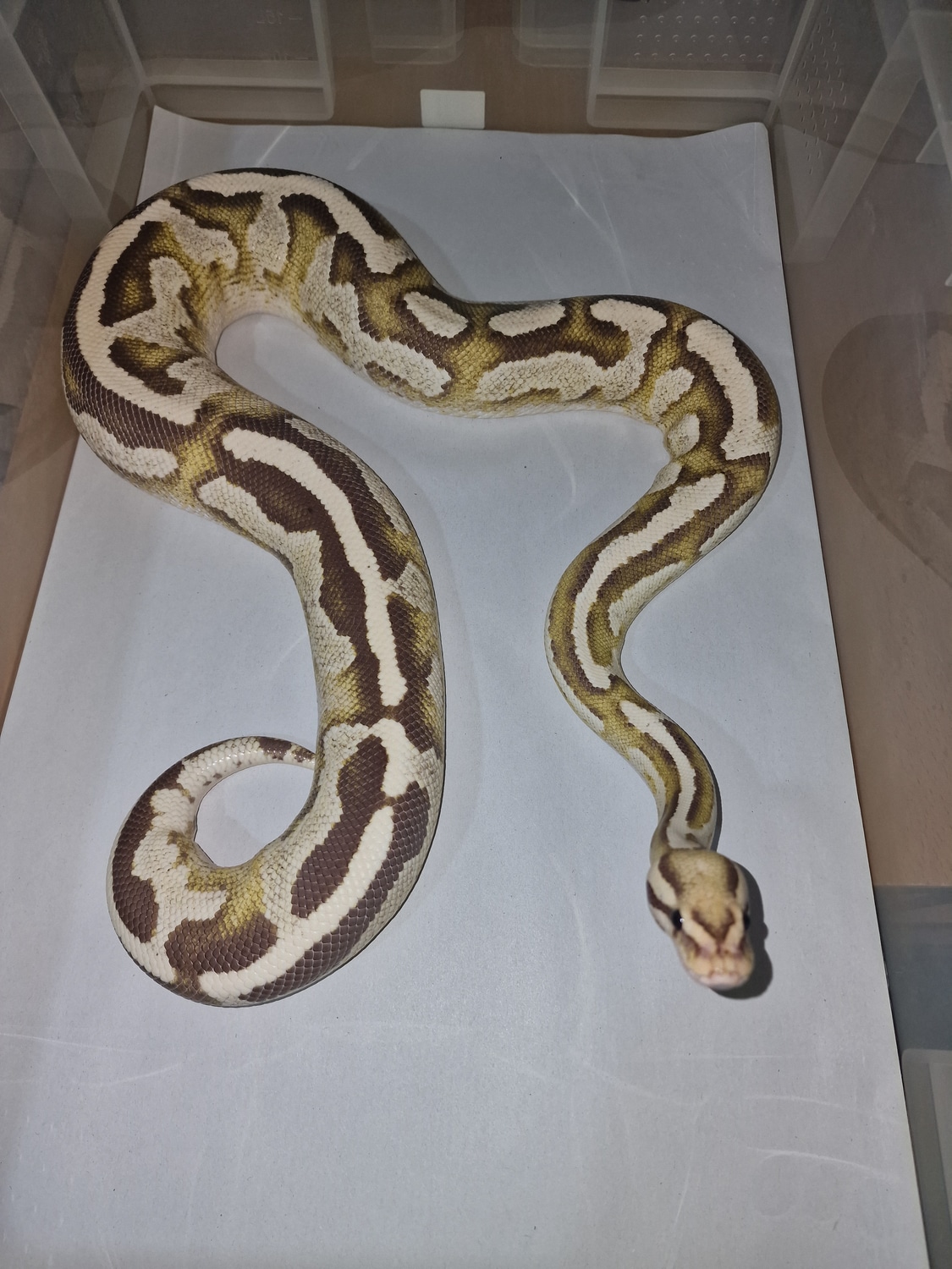 Disco Inferno Ball Python by Ridiculous Royal Pythons - MorphMarket