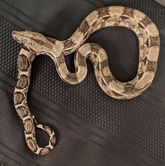 Axanthic Het Snow (Kahl) Boa Constrictor by Ridiculous Reptiles LLC