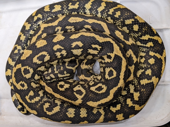 Diamond X Jungle Cross Diamond Carpet Python by Ridiculous Reptiles LLC