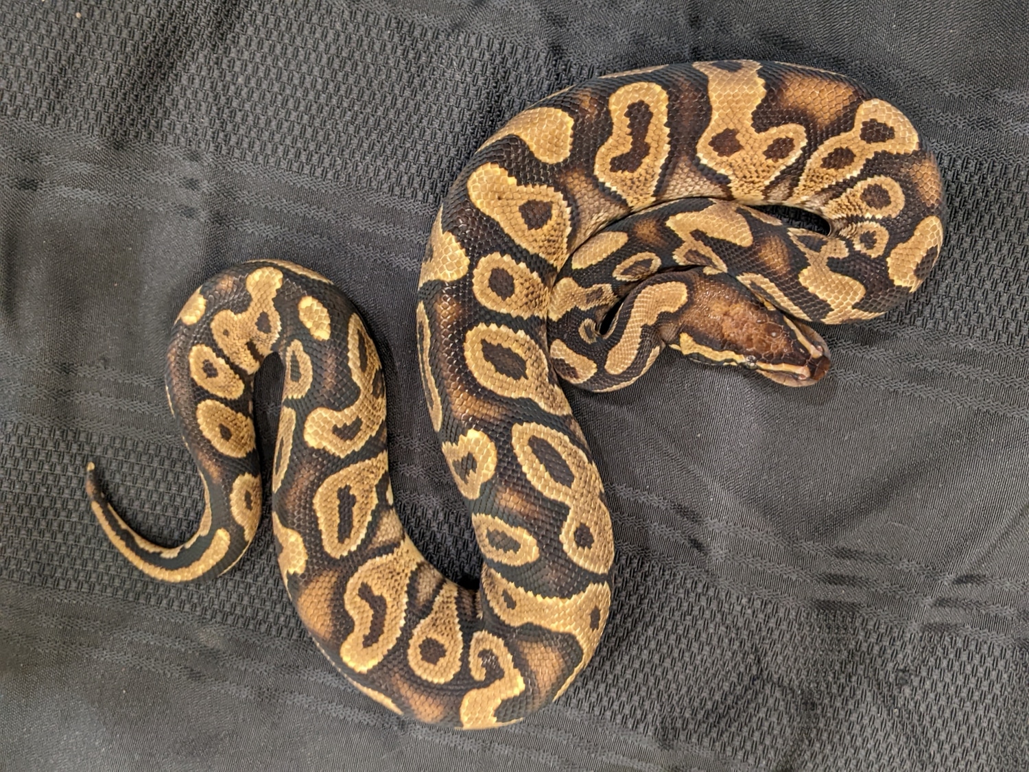 Yellowbelly Asphalt Ball Python by Ridiculous Reptiles LLC - MorphMarket