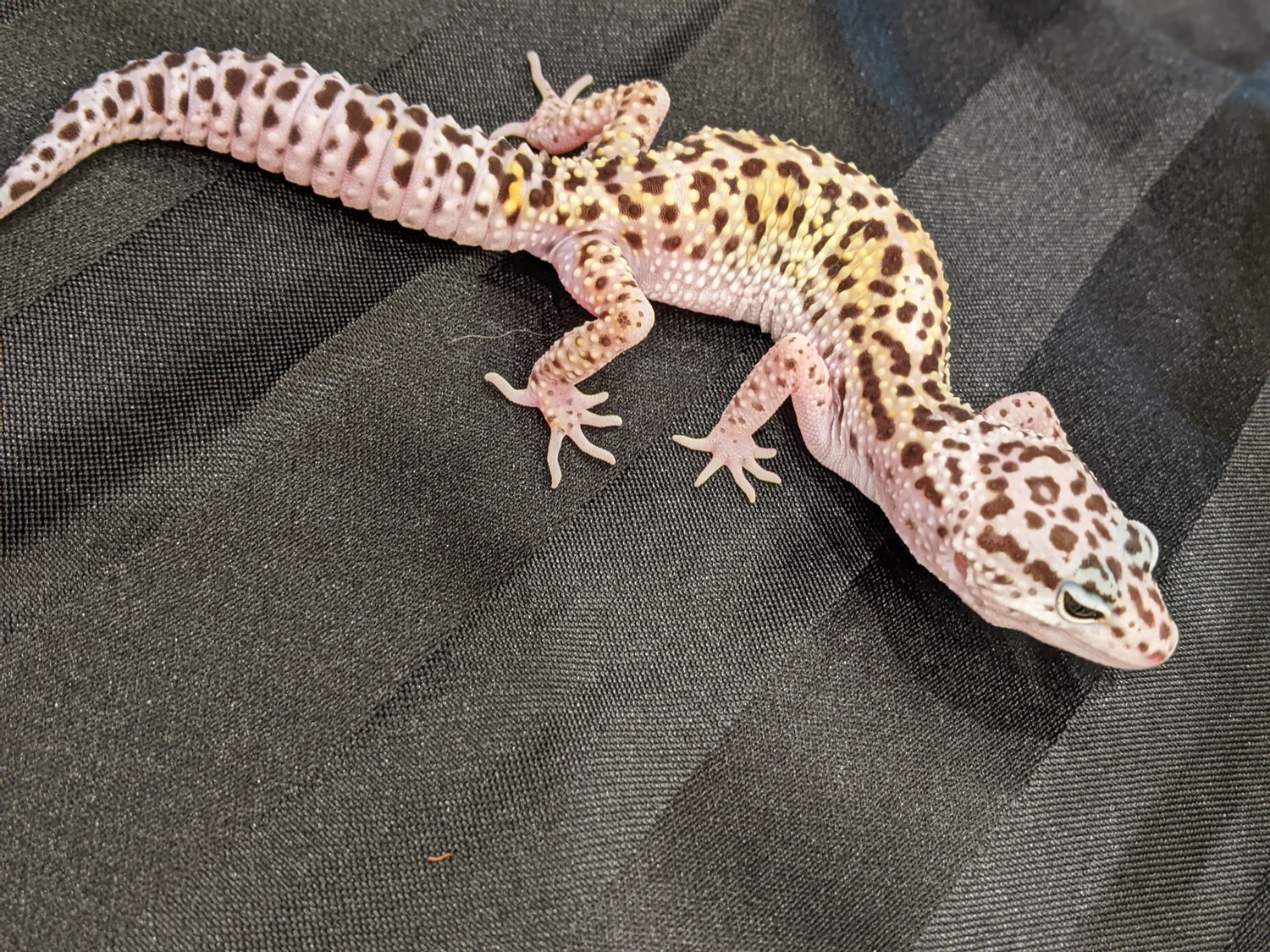 Mack Snow Leopard Gecko by Ridiculous Reptiles LLC - MorphMarket