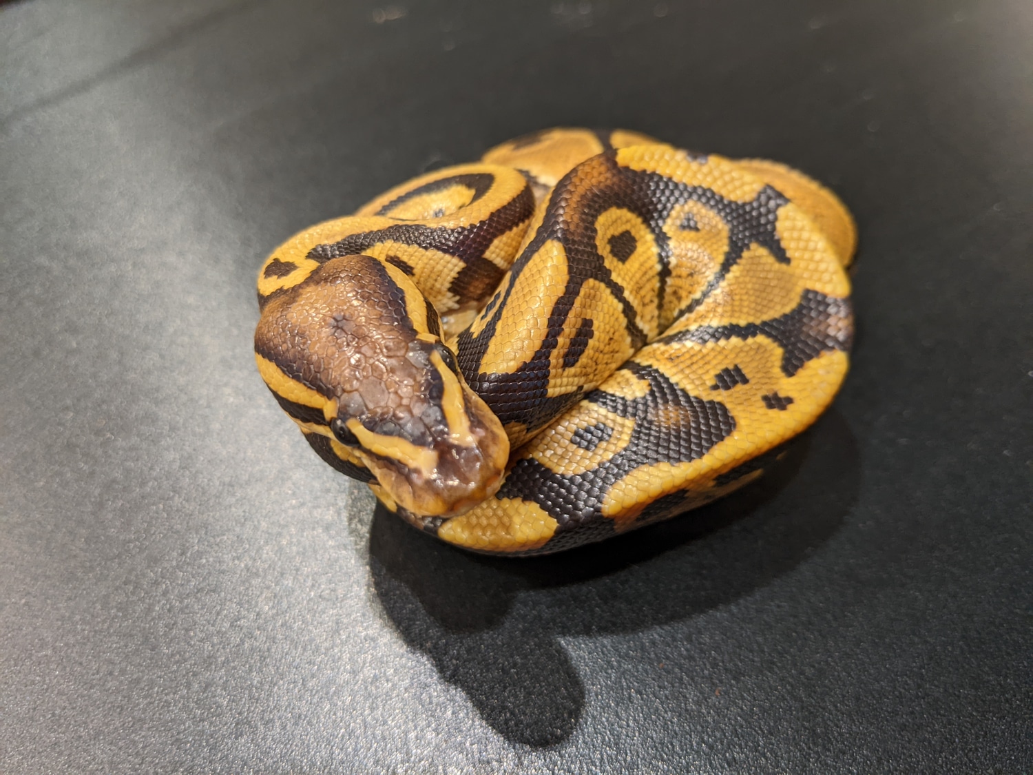 Fire Web Ball Python by Ridiculous Reptiles LLC - MorphMarket