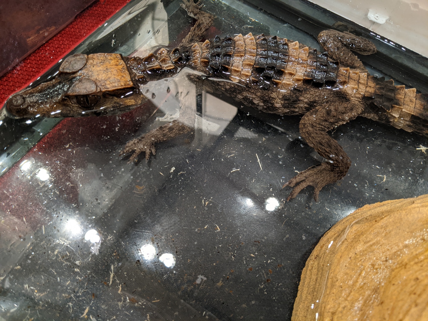 Smooth-fronted Caiman by Ridiculous Reptiles LLC - MorphMarket