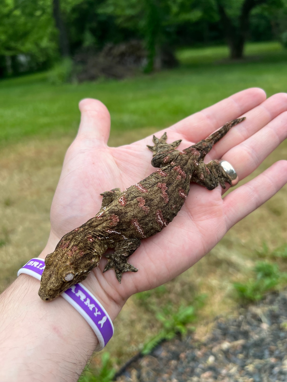 Lava Line GT 50% Het Mel Leachianus Gecko by Ridiculous Rhacs - MorphMarket