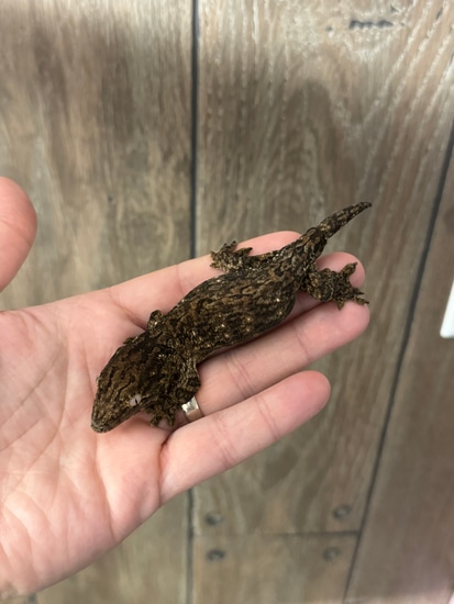 Black Poindimie Dallas Zoo/ Northern Gecko Line Male Leachianus Gecko ...