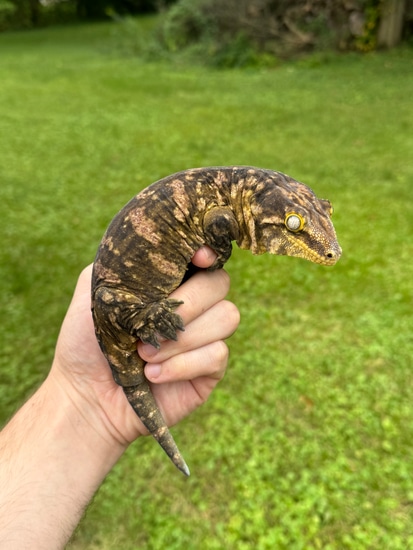 Melanistic Razzberry X Nord Line Sub Adult Female Leachianus Gecko by ...