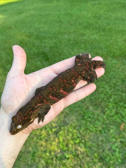 50% Het Melanistic Lava X Draco Male Leachianus Gecko by Ridiculous Rhacs