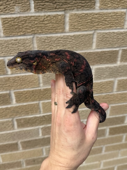 100% Het Melanistic Razz X Lava Male Leachianus Gecko by Ridiculous Rhacs
