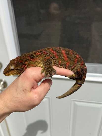 50% Het Melanistic Lava X Draco Male Leachianus Gecko by Ridiculous Rhacs
