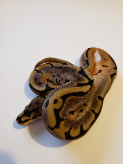 2019 Leopard Calico Spider Ringer Tail Ball Python by Ridleys Royals