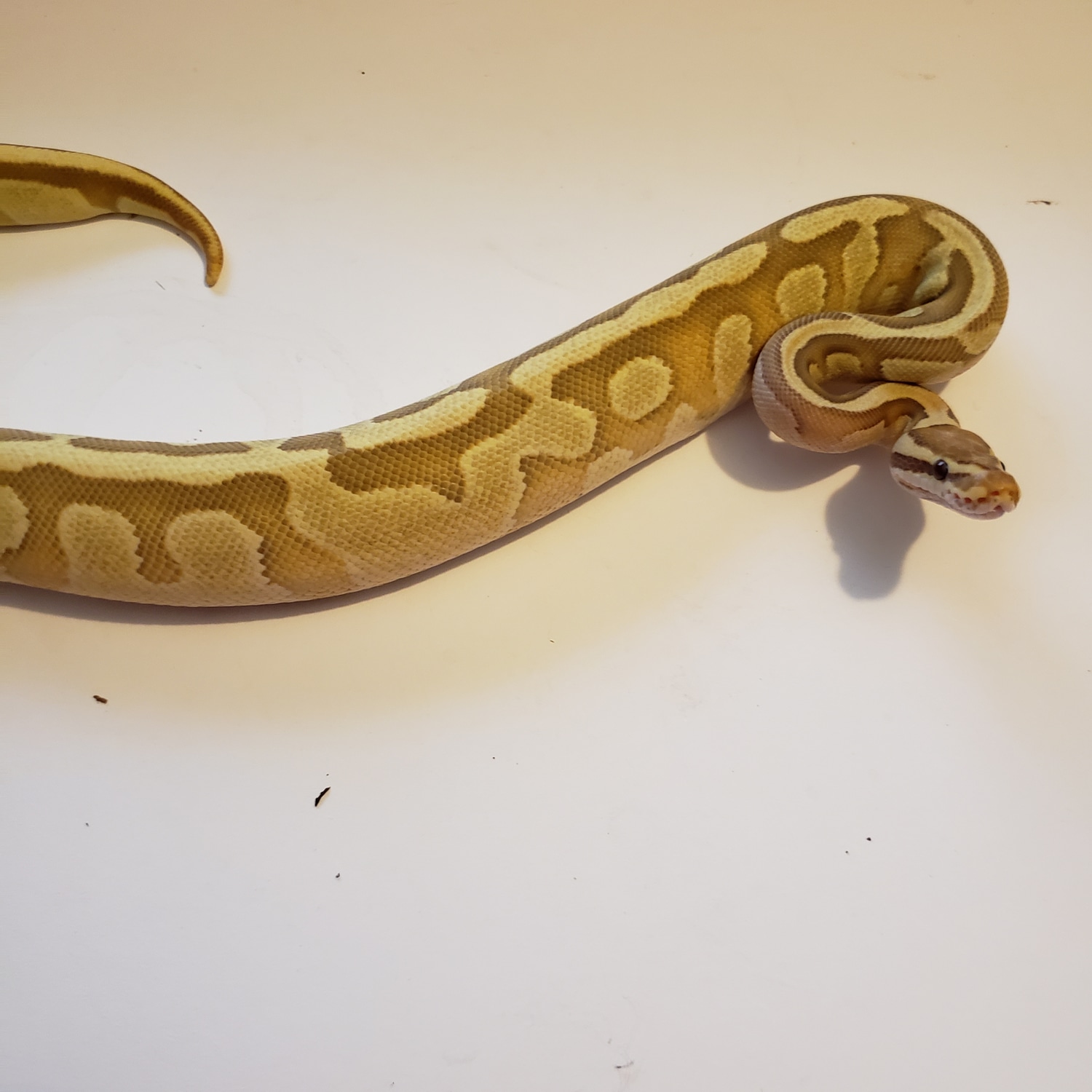 Enchi Fire Caramel Het DG Ball Python by Ridleys Royals - MorphMarket