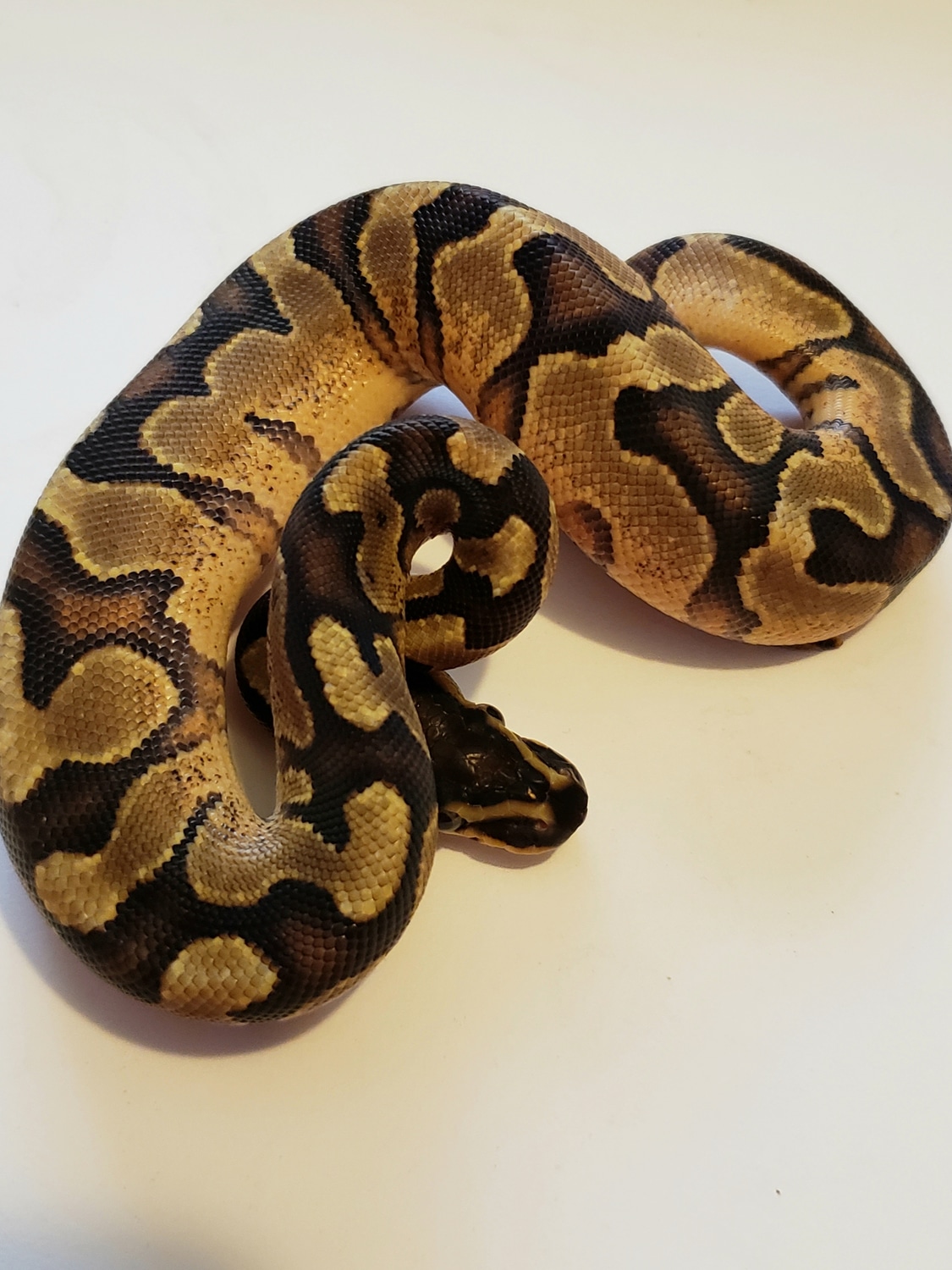Enchi Black Head Red Gene And Probable Ringer Gene Ball Python by ...