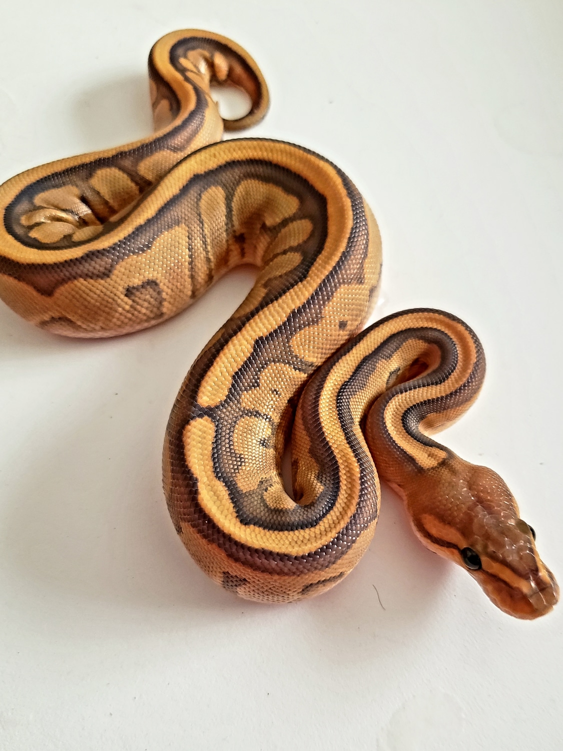 Orange Ghost Genetic Stripe Ball Python by Ridleys Royals - MorphMarket