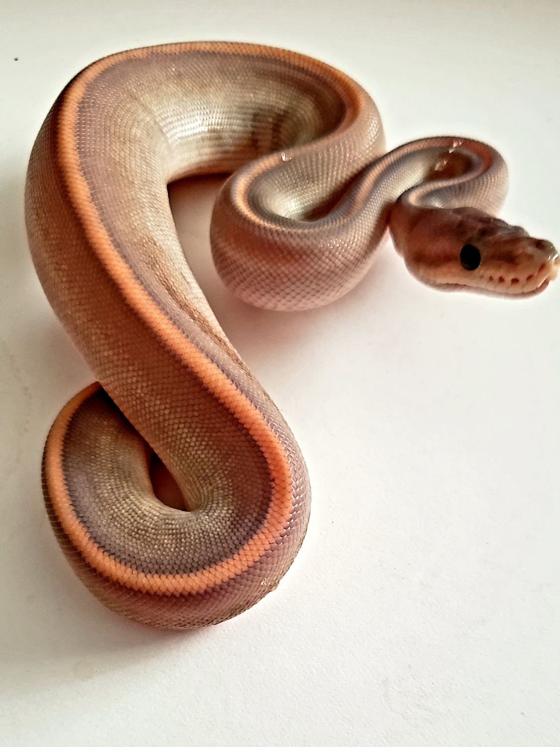 Orange Ghost Black Pastel Mojave Genetic Stripe Ball Python by Ridleys Royals - MorphMarket