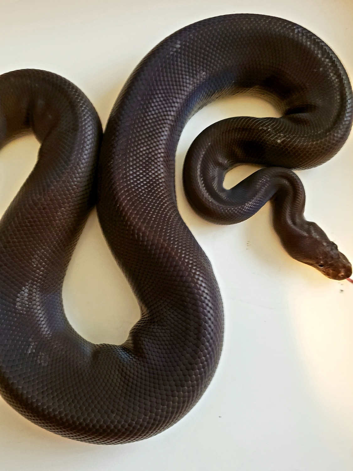 Super Black Pastel Het Pied Ball Python by Ridleys Royals - MorphMarket