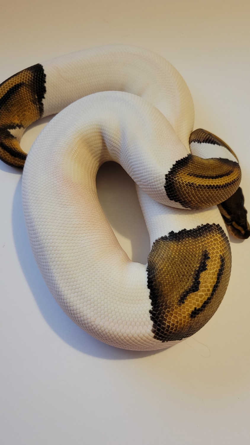 Piebald-medium/high White Ball Python by Ridleys Royals - MorphMarket