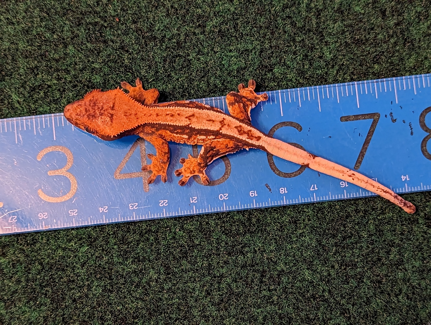 "Pretty Baby" Crested Gecko by Ridleys' Cresties - MorphMarket