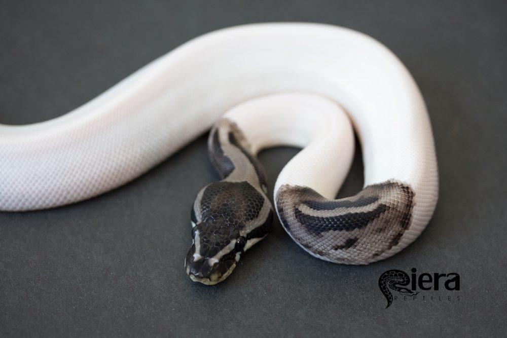 Lightning Pied Pos Leopard Ball Python by Riera Reptiles, LLC - MorphMarket
