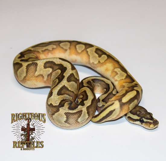 Super Orange Dream Enchi Yellow Belly Het Pied 50% Het Hypo Ball Python ...