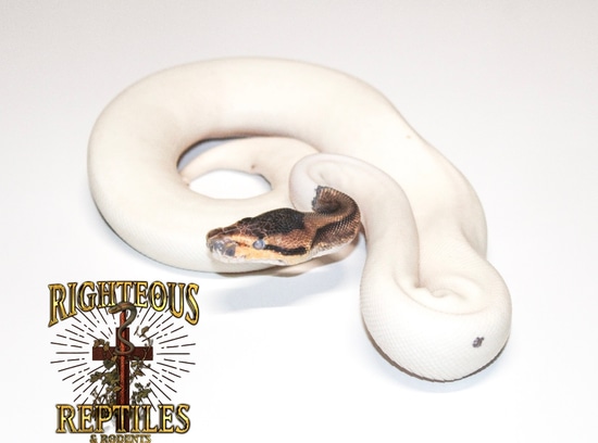 Lesser Banana Pied Ball Python by Righteous Reptiles and Rodents