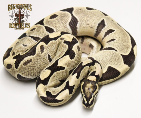 Mario Desert Ghost Ball Python by Righteous Reptiles and Rodents
