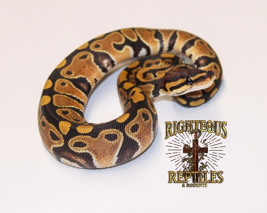 NR Mandarin GHI Het Clown Ball Python by Righteous Reptiles and Rodents