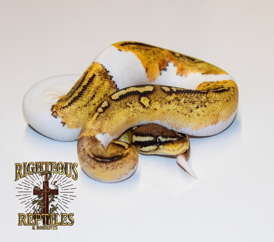 Pastel Hurricane Pied Het Ultramel Het Hypo Ball Python by Righteous Reptiles and Rodents