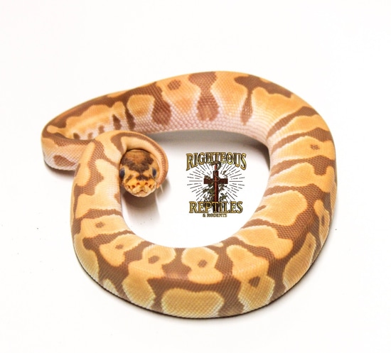 OD Ultramel Cryptic Ball Python by Righteous Reptiles and Rodents