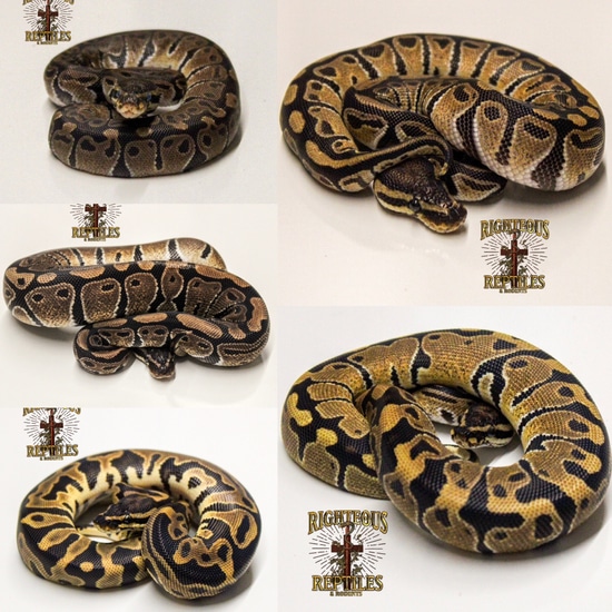 3.2 Collection: Leopard 66% Het Monarch 66% Het Clown Ball Python by Righteous Reptiles and Rodents