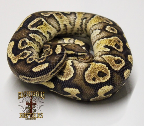 OD Hurricane Enchi Het Clown Het Hypo Het Rainbow Ball Python by ...