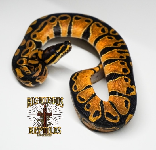 NR Mandarin Mario Het DG Ball Python by Righteous Reptiles and Rodents