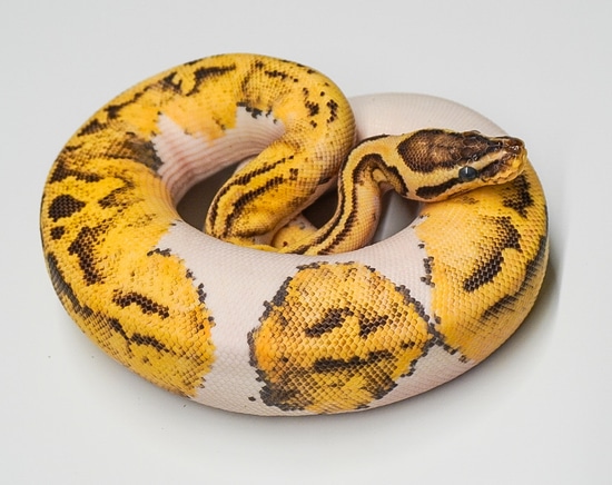 Pastel Fire Pied Het Albino *Poss NR Mandarin* Ball Python by Righteous ...
