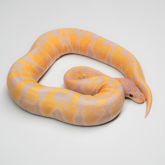 Blackhead Lavender Ball Python by Righteous Reptiles and Rodents