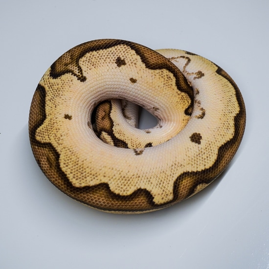 HI OD Pastel Clown Ball Python by Righteous Reptiles and Rodents