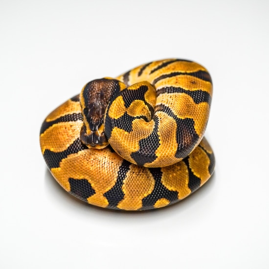 Enchi Het DG Het Hypo 50% Het Pied Ball Python by Righteous Reptiles ...
