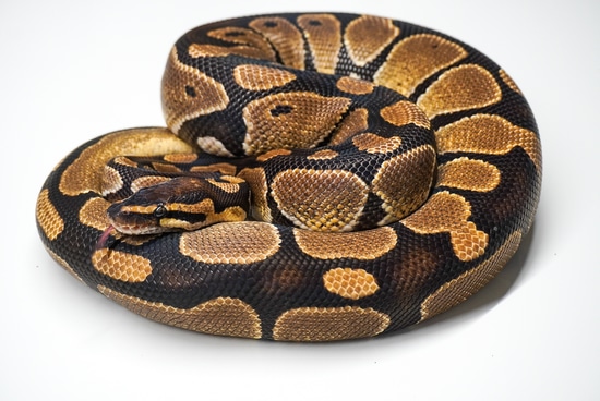 Het Monarch Poss NR Mandarin Ball Python by Righteous Reptiles and Rodents