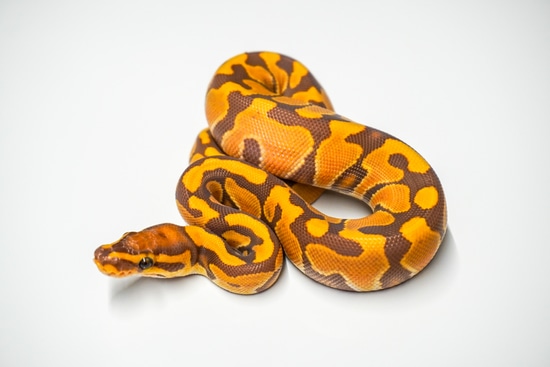 OD Ultramel 66% Het Cryptic Ball Python by Righteous Reptiles and Rodents