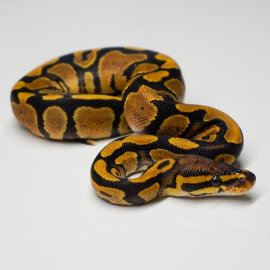 Enchi Het Rainbow Het Hypo 50% Het DG Ball Python by Righteous Reptiles ...
