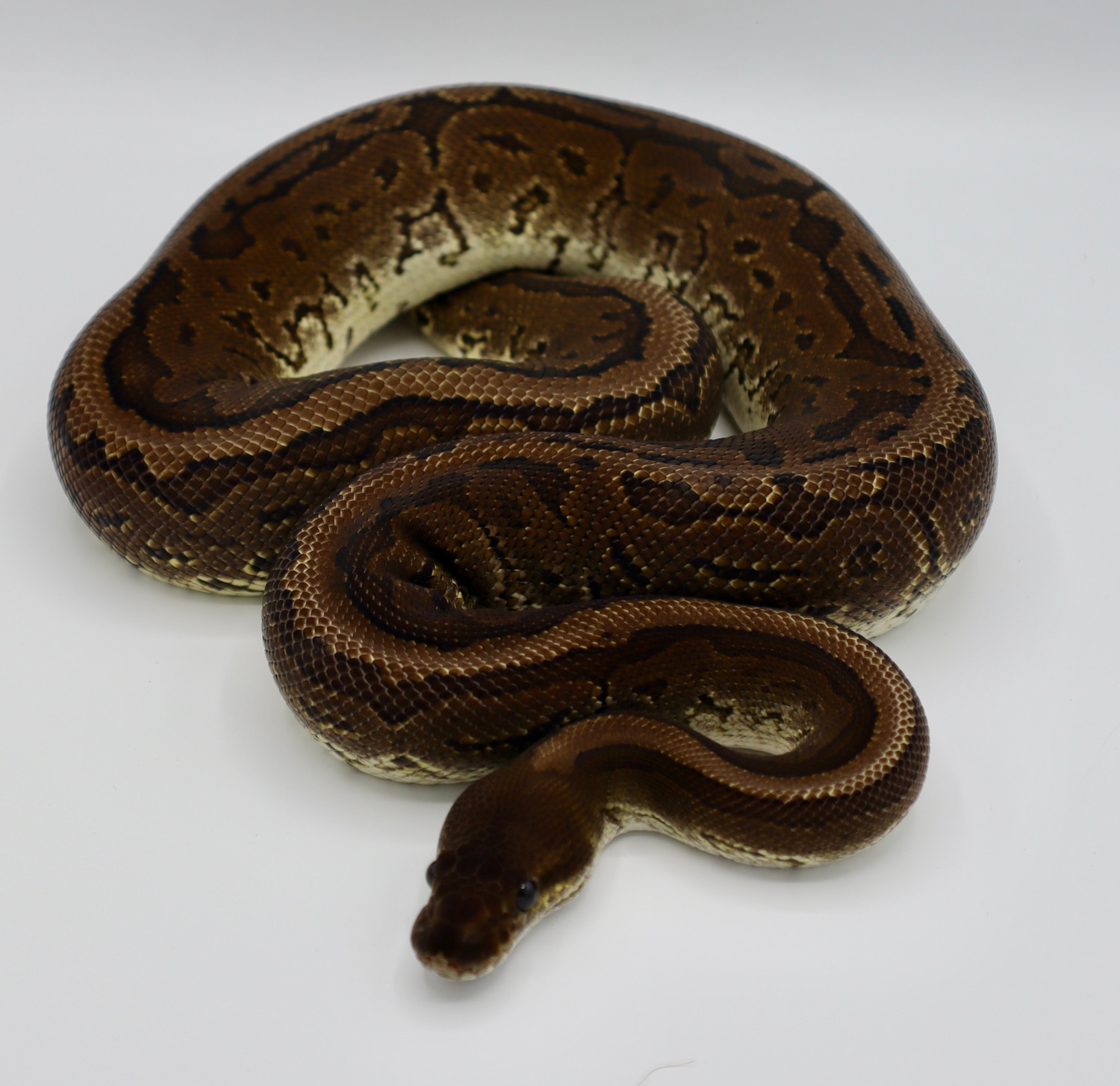 Cinnamon Pinstripe Ball Python by R and A Ball Pythons - MorphMarket
