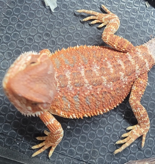 Queeny. Red. Hypo. 75% Het Translucent Central Bearded Dragon by Rika's ...