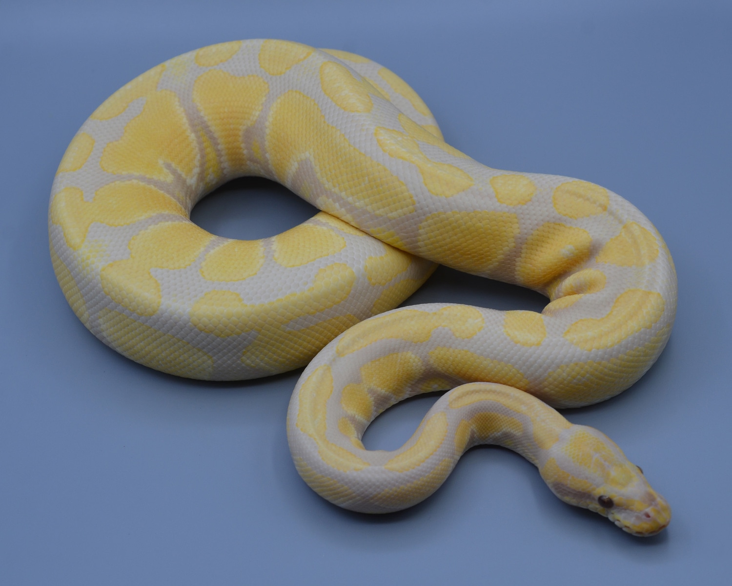 Lavender Ball Python by Rainbow Reptiles - MorphMarket