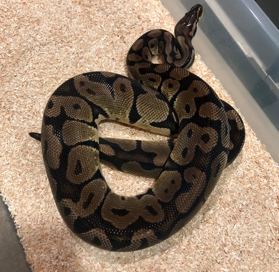 Pastel Het Desert Ghost Ball Python by Rainbow Reptiles