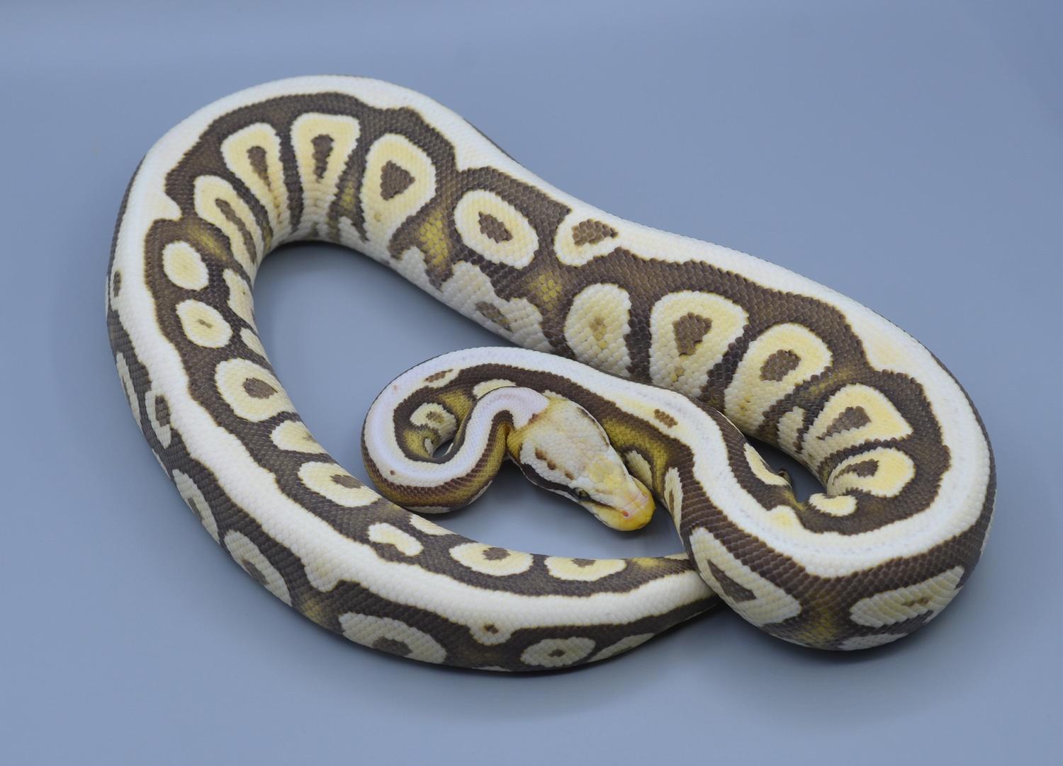 Pastave Spotnose Desert Ghost