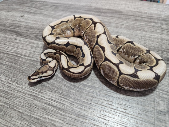 Spotnose Spider Ball Python by G&R Exotic Supply